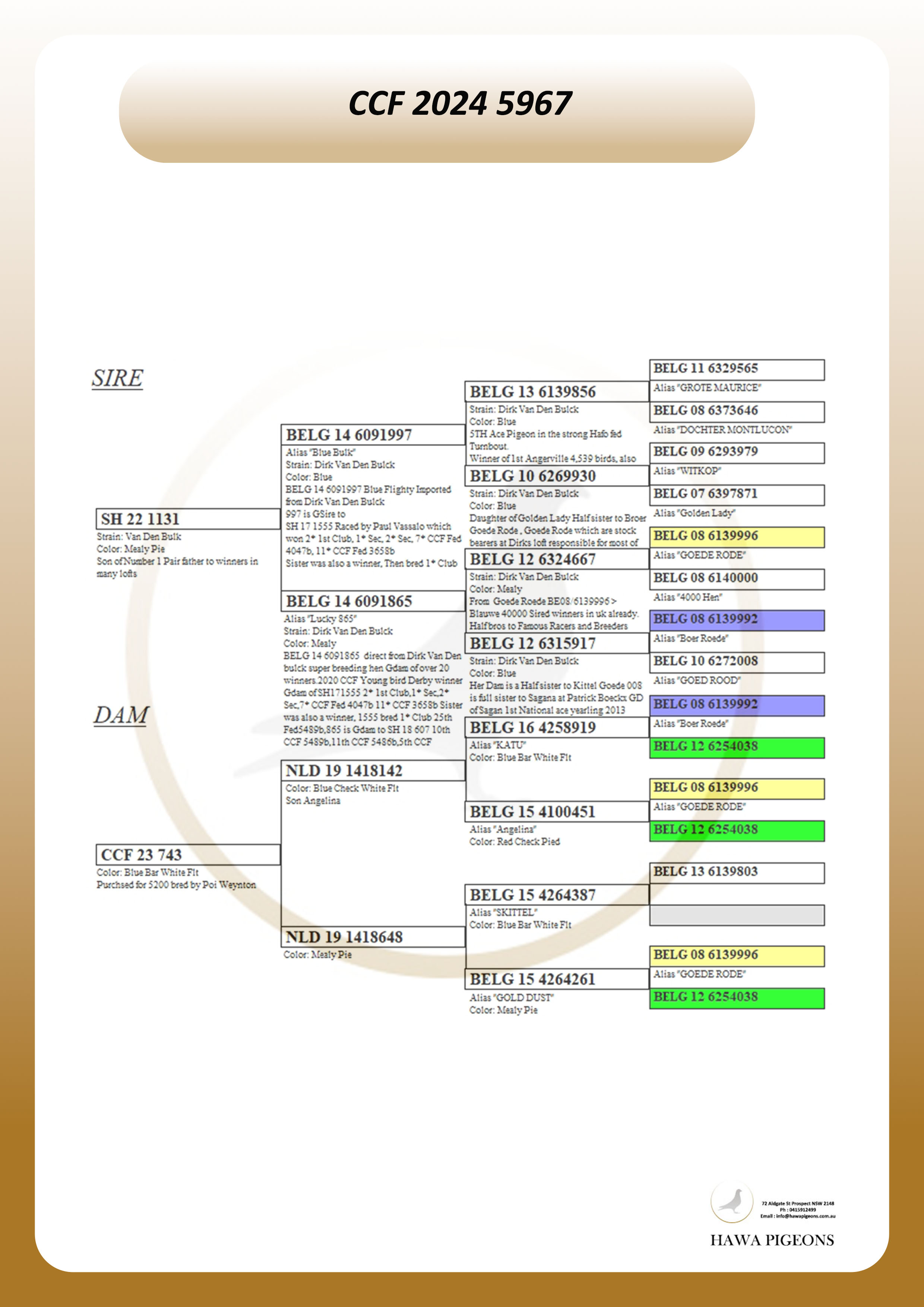 Lot 7 CCF 2024 5967 Mealy Hen