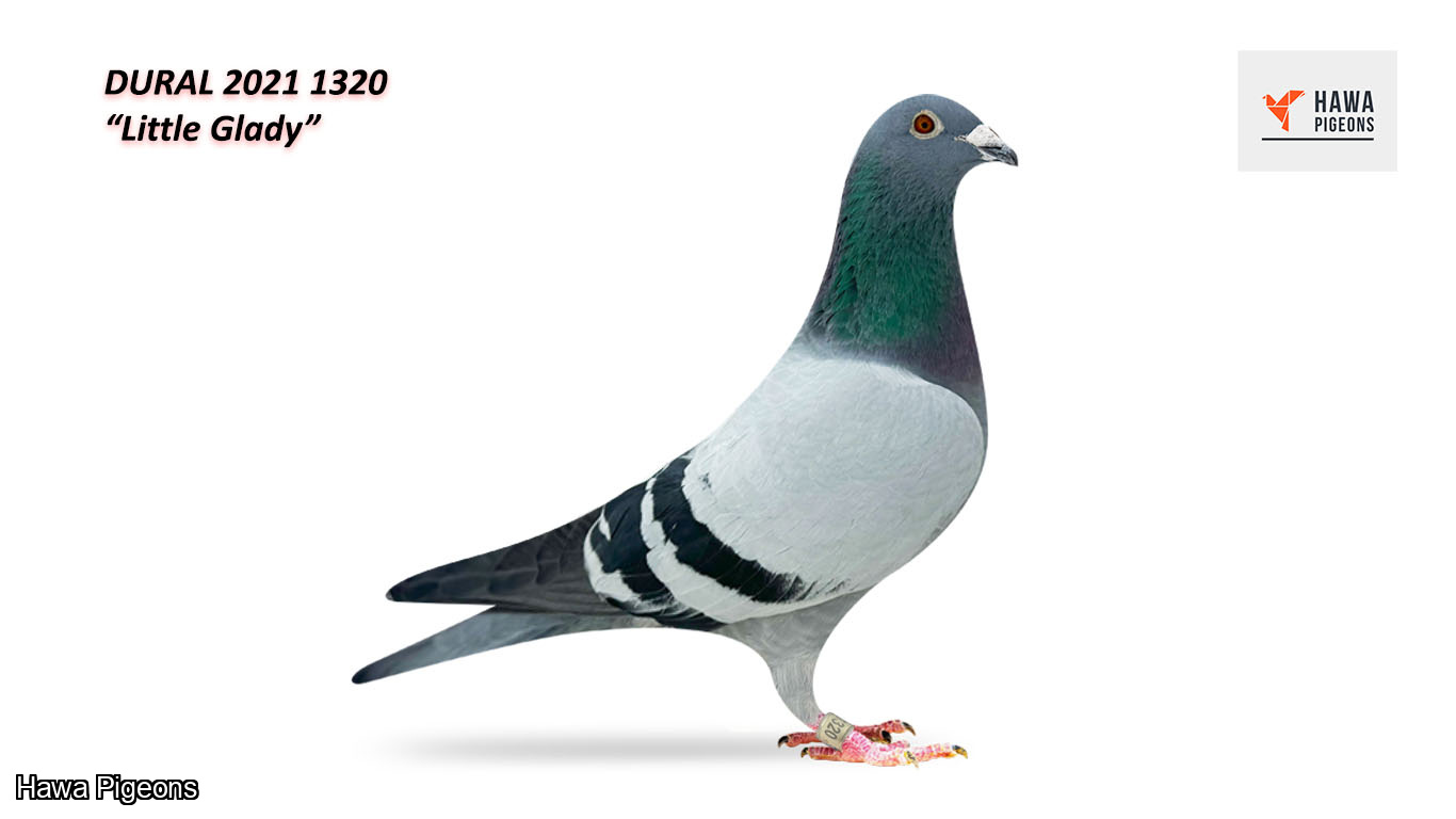 Lot 22 CCF 2023 6213 B.Cheq Hen