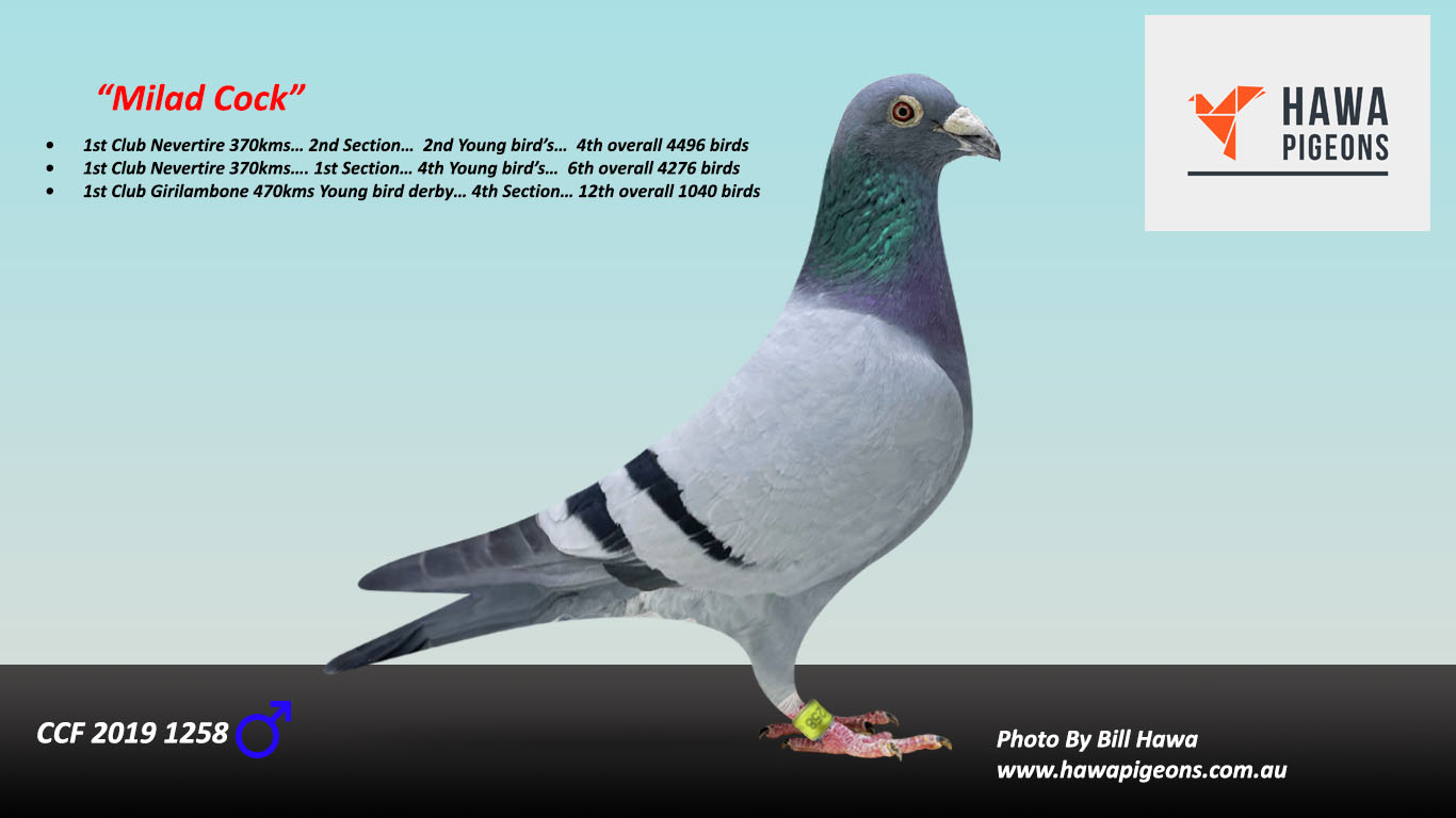 Lot 1 CCF 2023 6232 B.Bar Cock