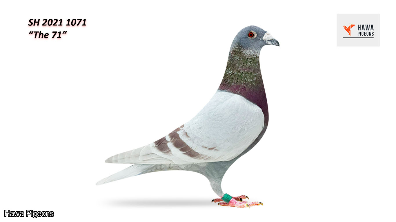 Lot 23 CCF 2023 6194 B.Bar Hen